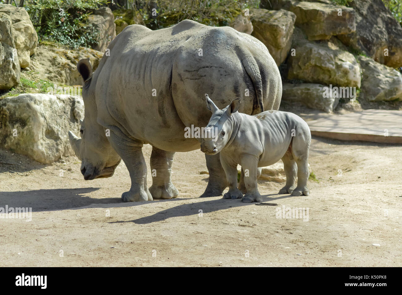 Young rhinoceros and mum on a rock background in a wildlife park in ...