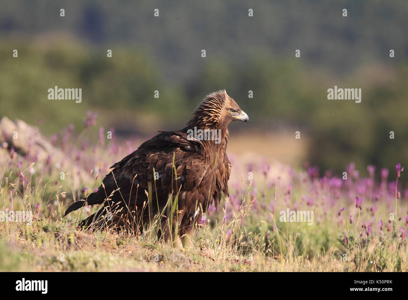 Golden eagle hunting prey hi-res stock photography and images - Alamy