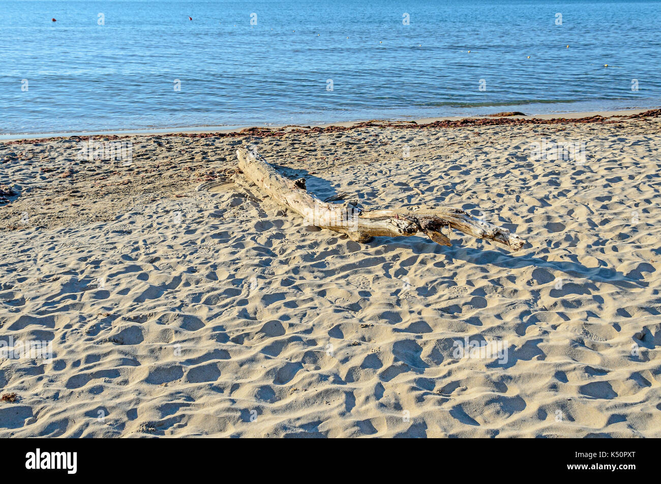 Raw wooden log on the beach sand near sea water Stock Photo - Alamy