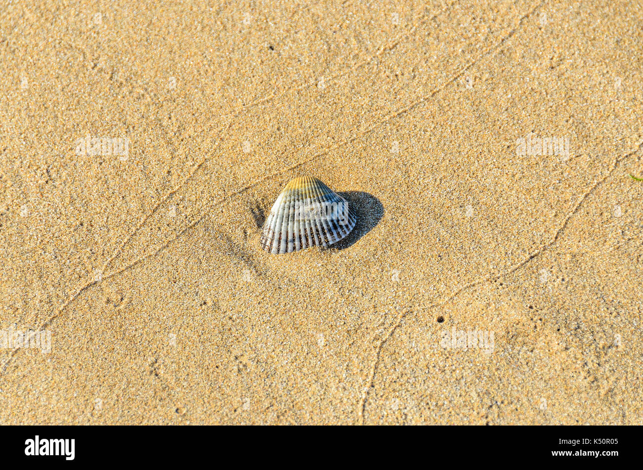 Colored sea shell standing in the golden beach sand, close up Stock ...