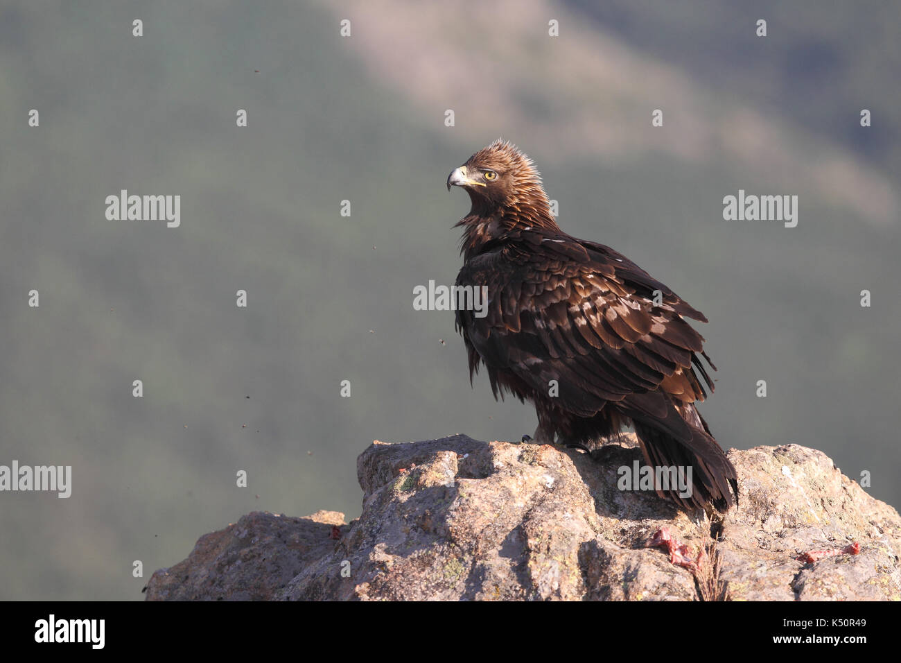 Bald eagle hunting rabbit hi-res stock photography and images - Alamy
