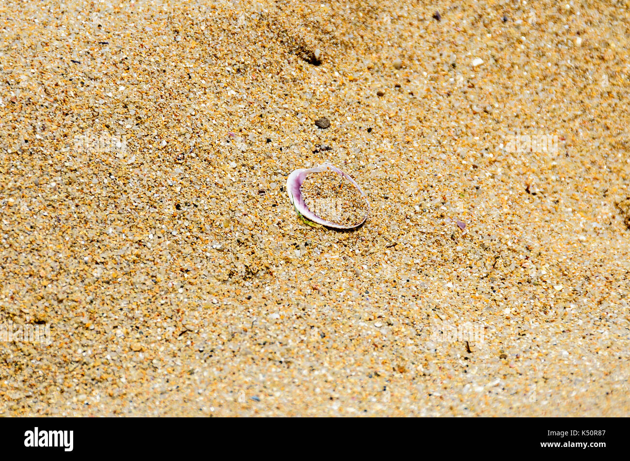 Colored sea shell standing in the golden beach sand, close up Stock ...