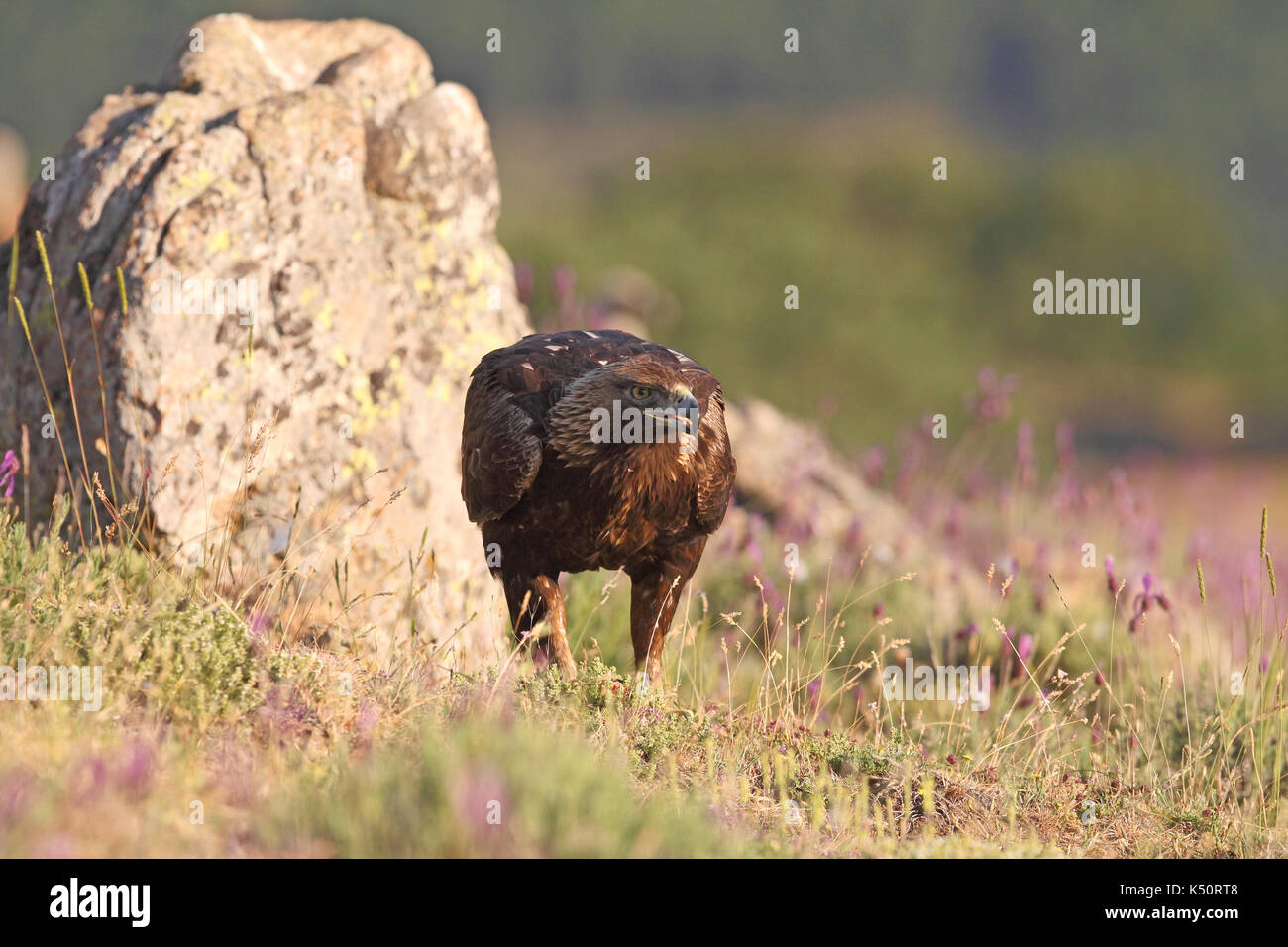Golden eagle hunting prey among the rocks Stock Photo - Alamy