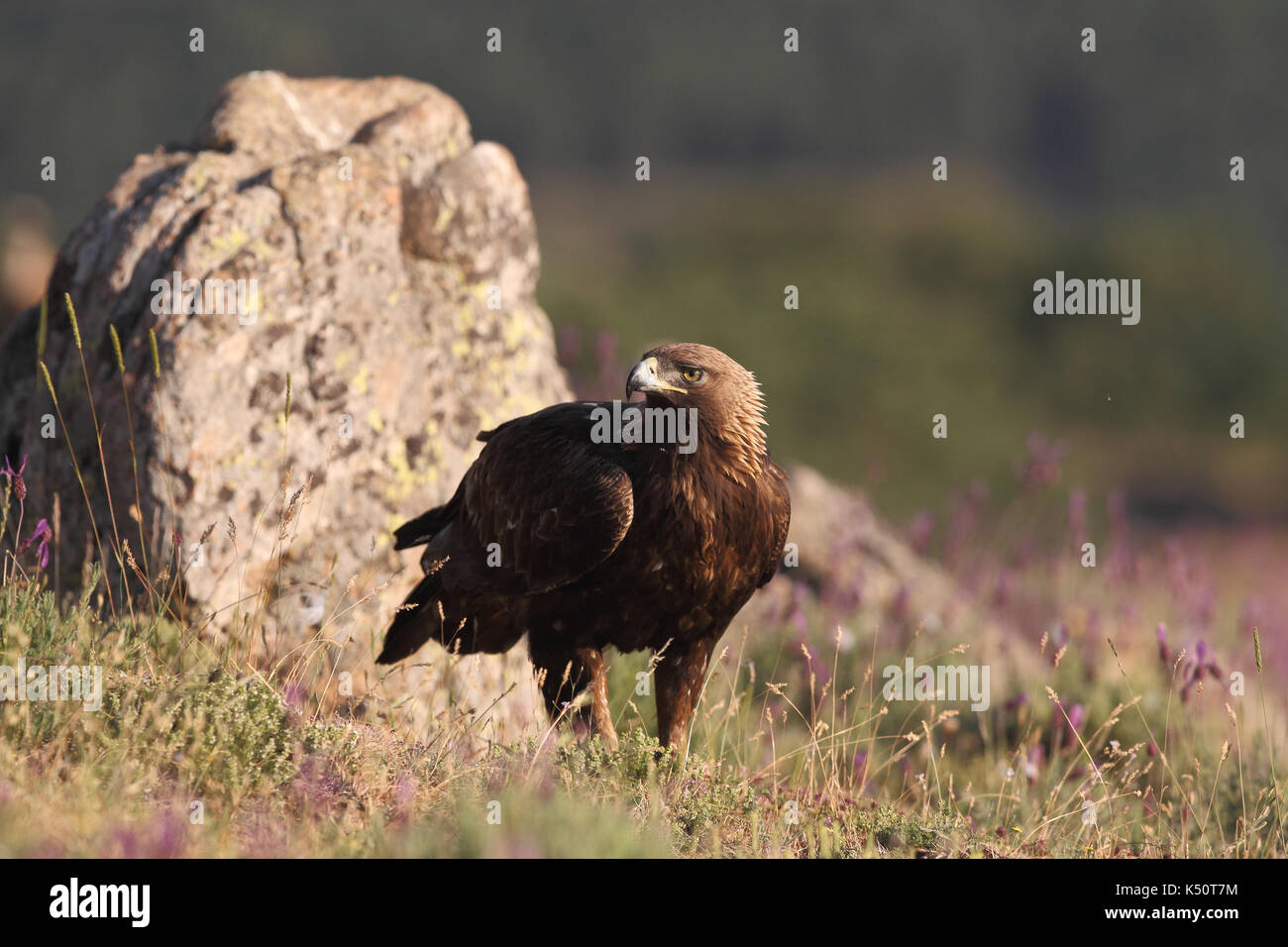 Bald eagle hunting rabbit hi-res stock photography and images - Alamy