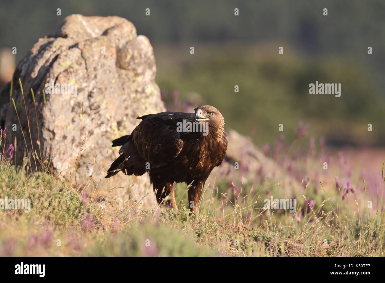 Golden eagle hunting prey among the rocks Stock Photo - Alamy
