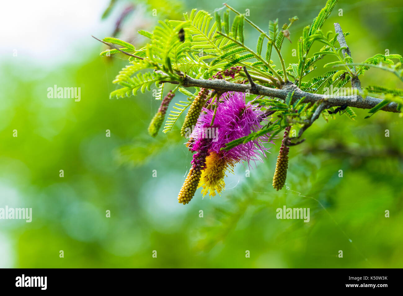 Ping flower hi-res stock photography and images - Alamy