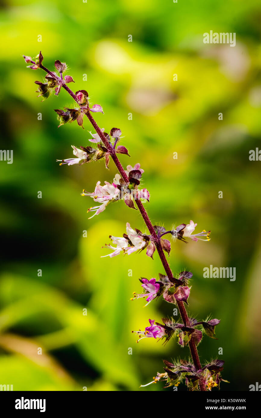 Thulasi flower hi-res stock photography and images - Alamy