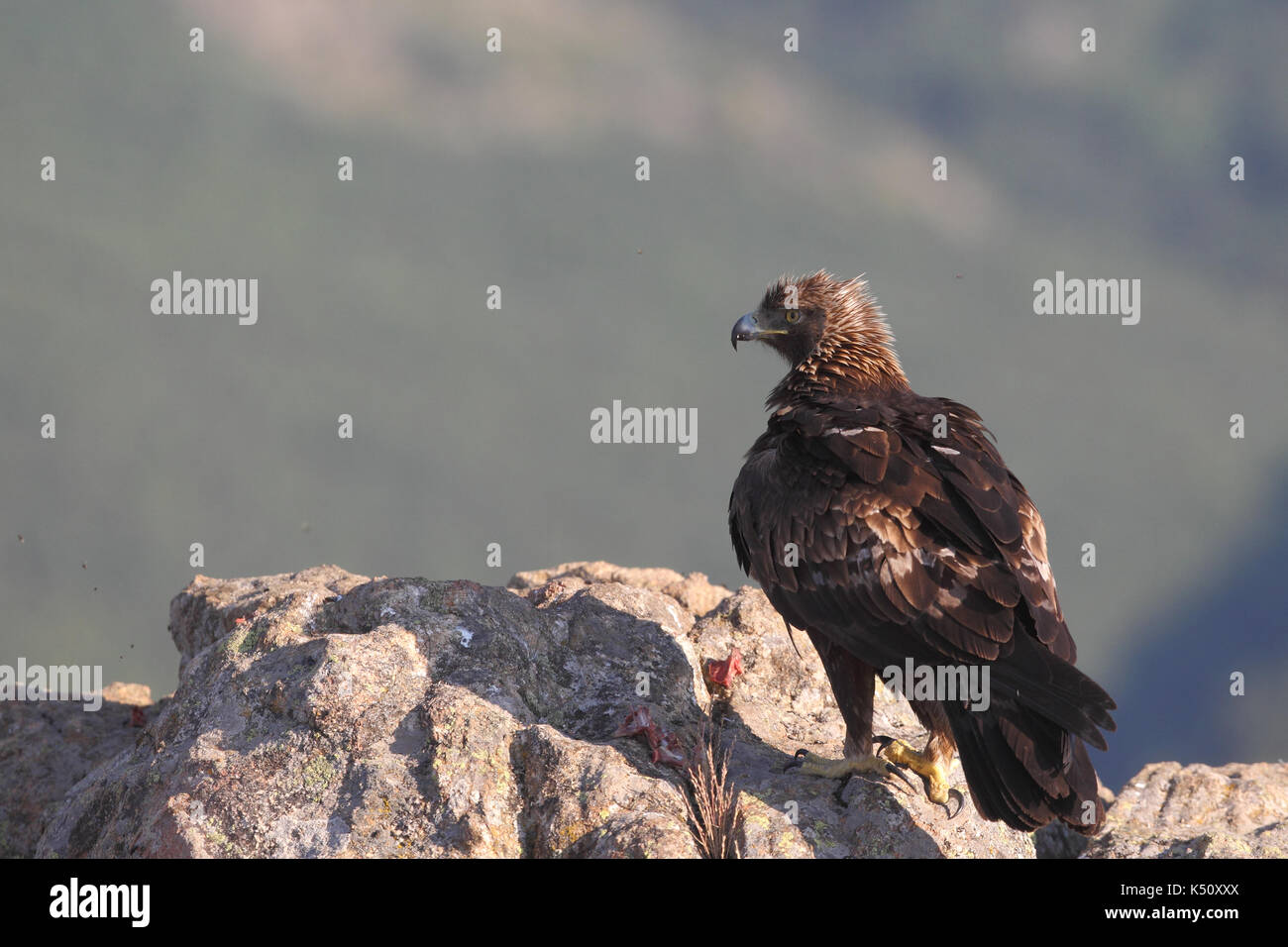 Eagle hunting prey hi-res stock photography and images - Alamy