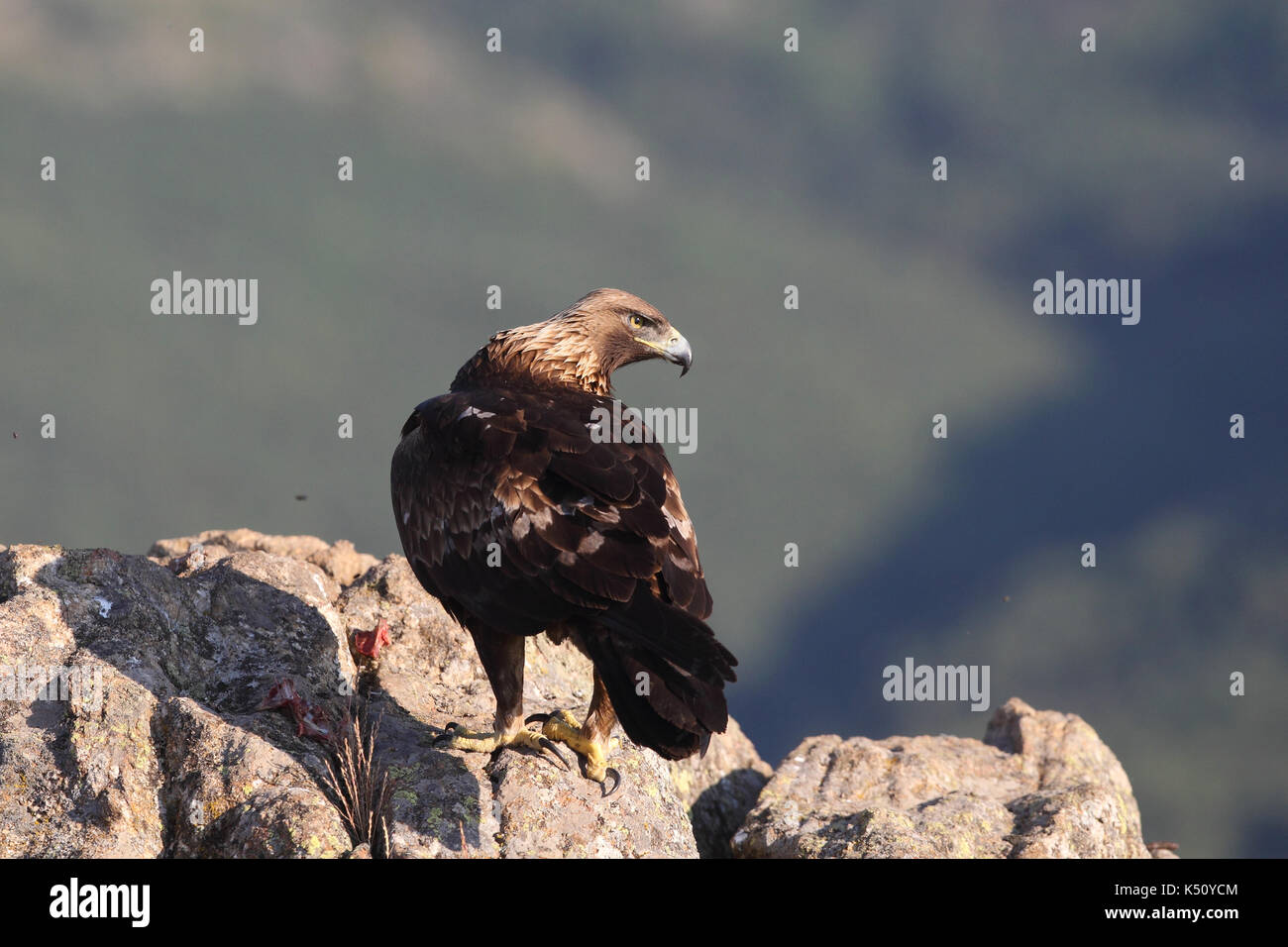 Golden eagle hunting prey among the rocks Stock Photo - Alamy