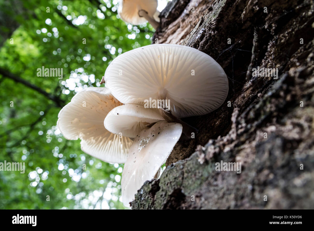 Porcelain Fungus Oudermansiella mucida on Beech Tree, Teesdale, County ...
