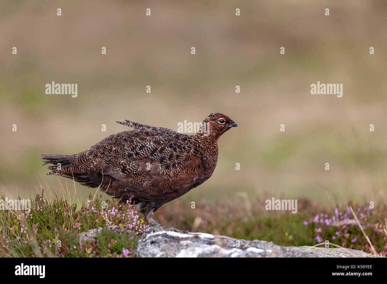 England moorland bird hi-res stock photography and images - Alamy