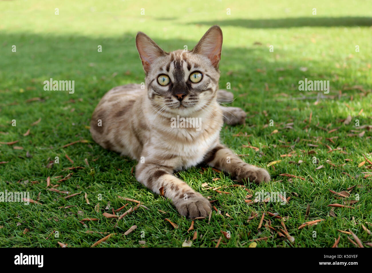snowbengal, seal mink spotted tabby, lying on a green meadow Stock ...