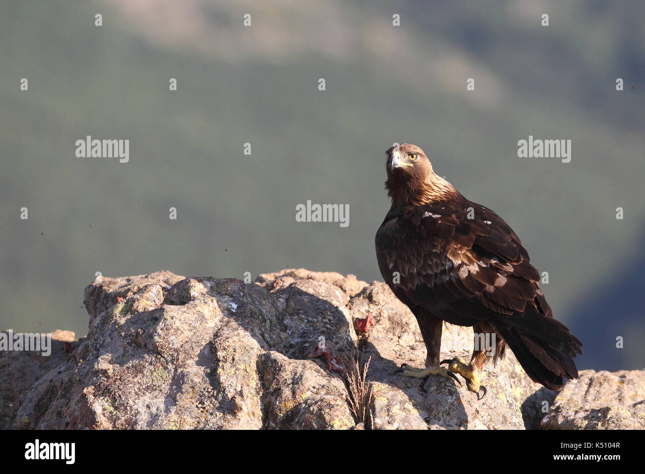 Bald eagle hunting rabbit hi-res stock photography and images - Alamy