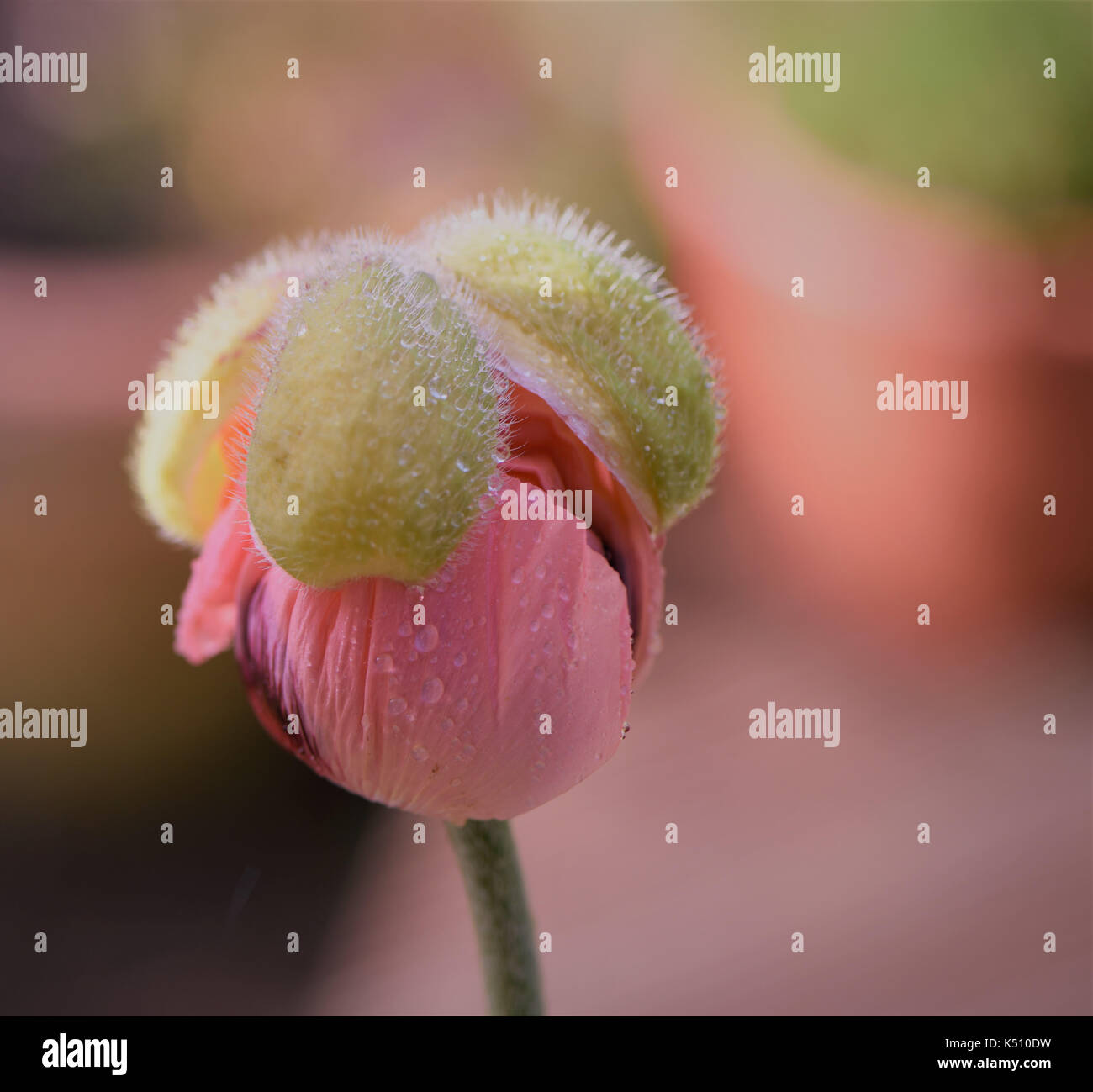 pink coral colour poppy with head sprinkled with raindrops, ready to ...