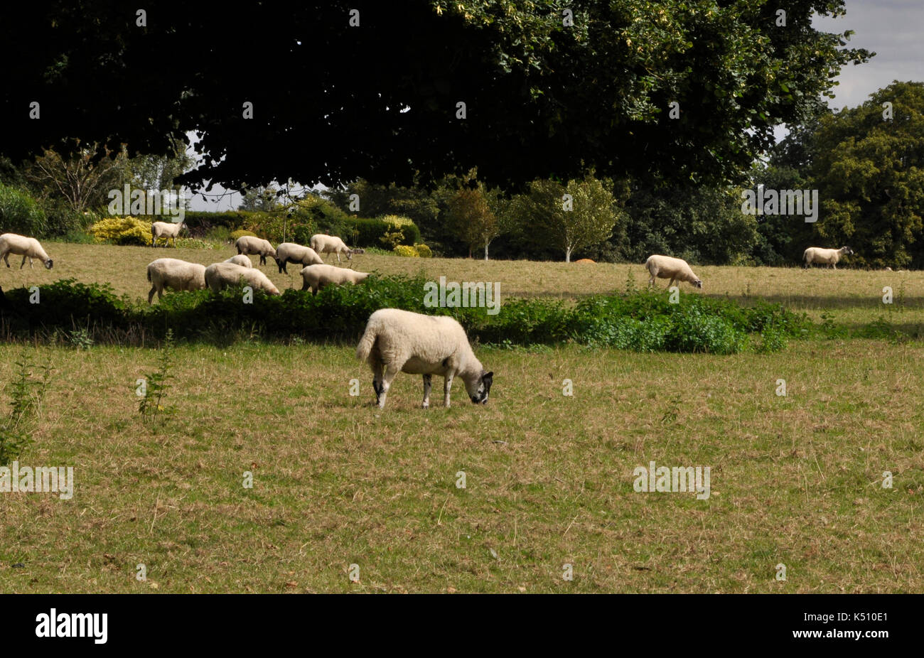 Farming mutton hi-res stock photography and images - Alamy