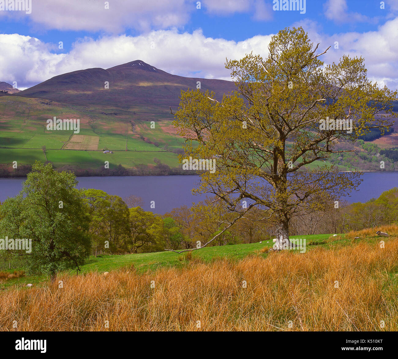 Summer view towards Ben Lawers and Loch Tay, Perthshire Stock Photo - Alamy