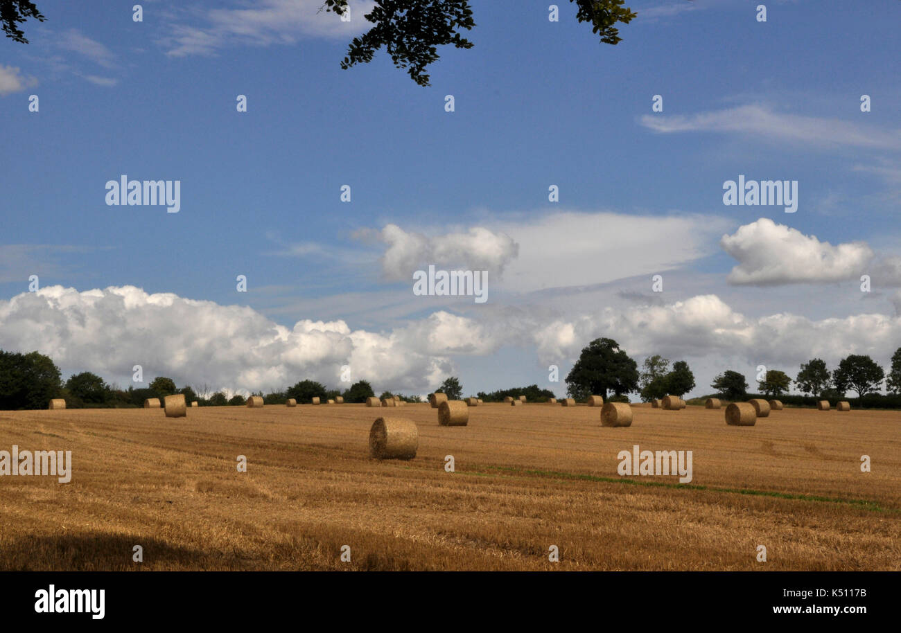 Suffolk bales hi-res stock photography and images - Alamy
