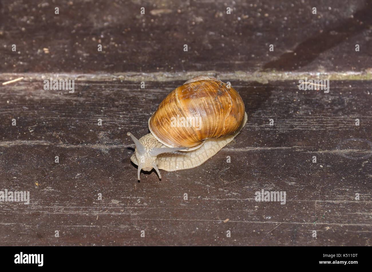Non edible snail hi-res stock photography and images - Alamy