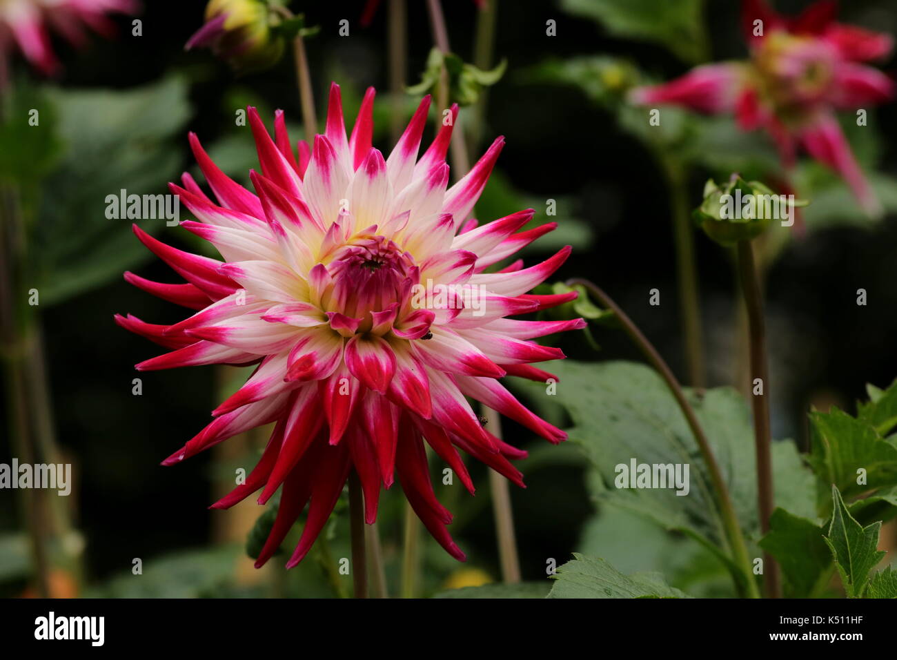 Dahlia lifestyle hi-res stock photography and images - Alamy