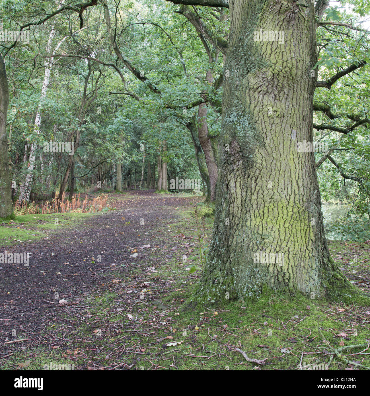 Foot path through the woods at Hilton Gravel Pits wild life reserve ...