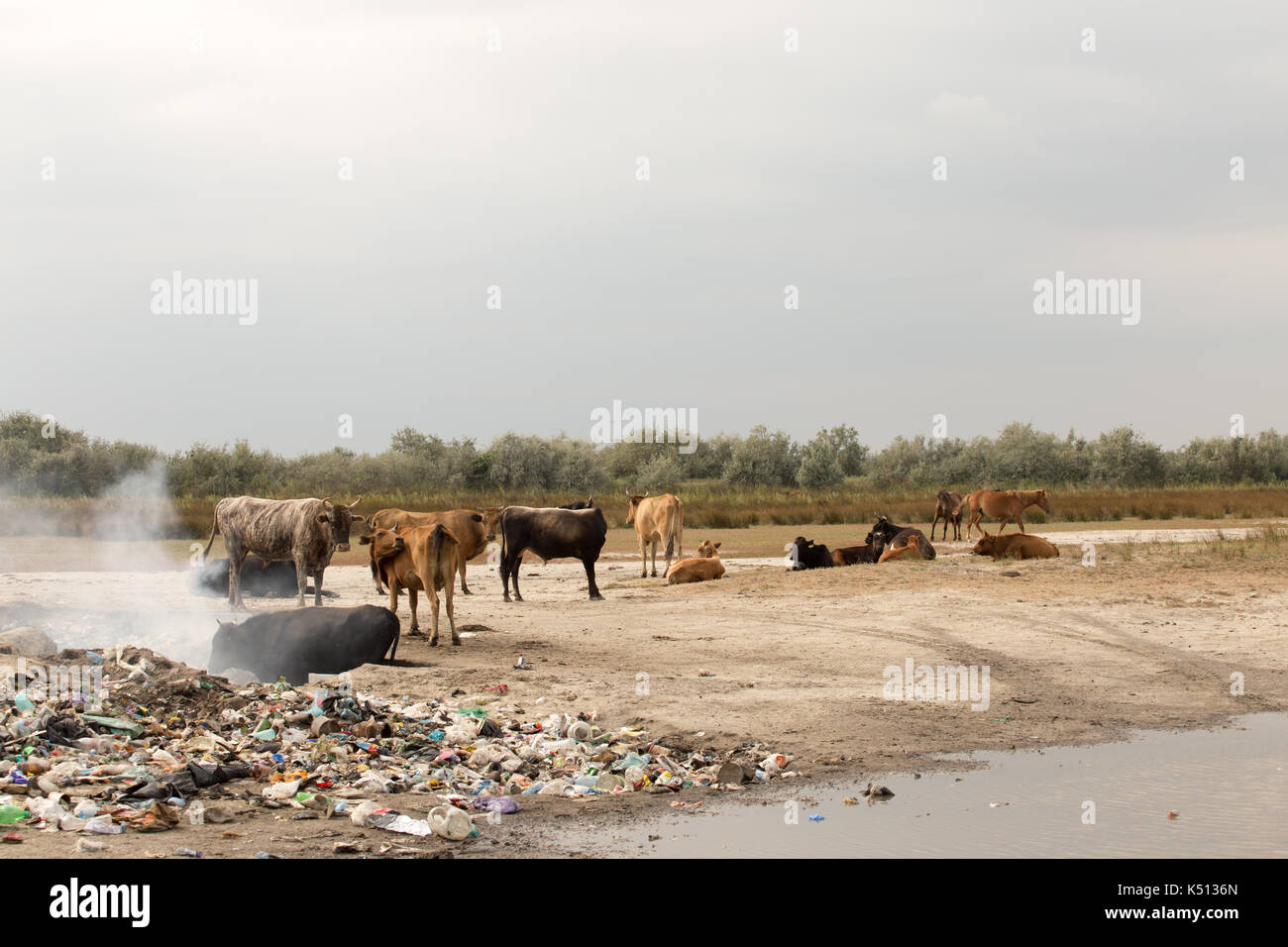 Plastic pollution india animals hi-res stock photography and images - Alamy