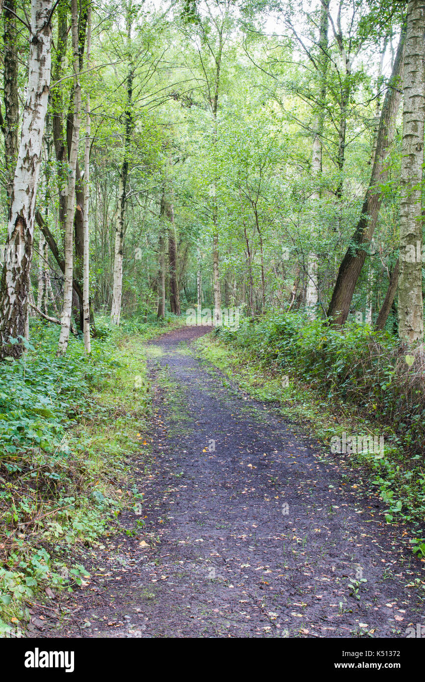 Woodland foot path through the woods at Hilton Gravel Pits Nature ...
