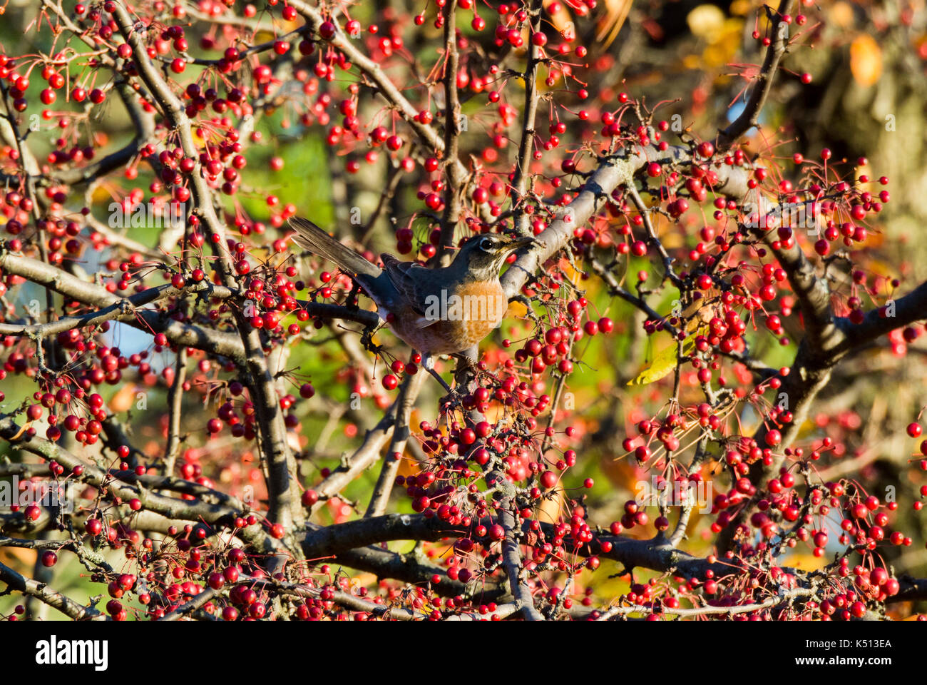AMERICAN ROBIN (TURDUS MIGRATORIUS) PERCHED IN CRABAPPLE TREE, LITITZ ...