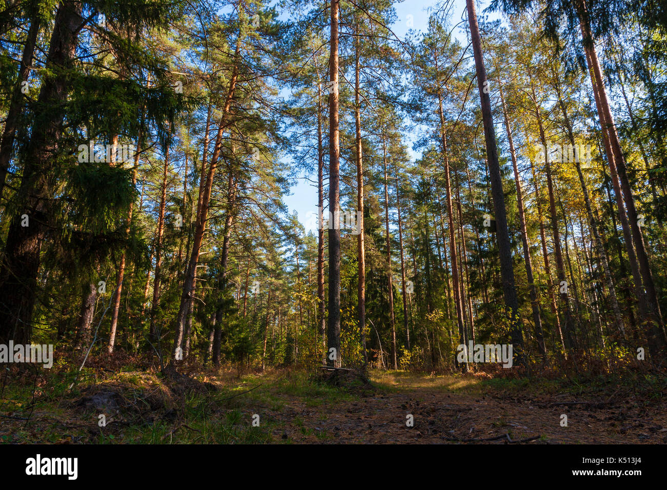 Boreal forest russia hi-res stock photography and images - Alamy