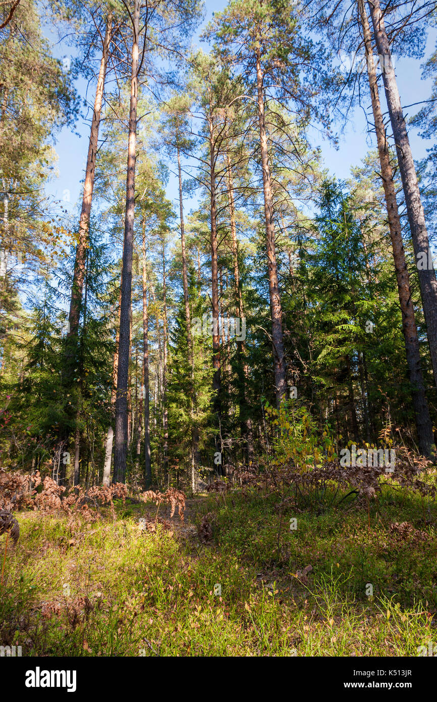road in the conifers forest, Russia in summer Stock Photo - Alamy