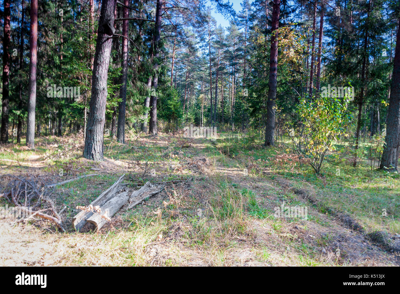 Conifers needles hi-res stock photography and images - Alamy