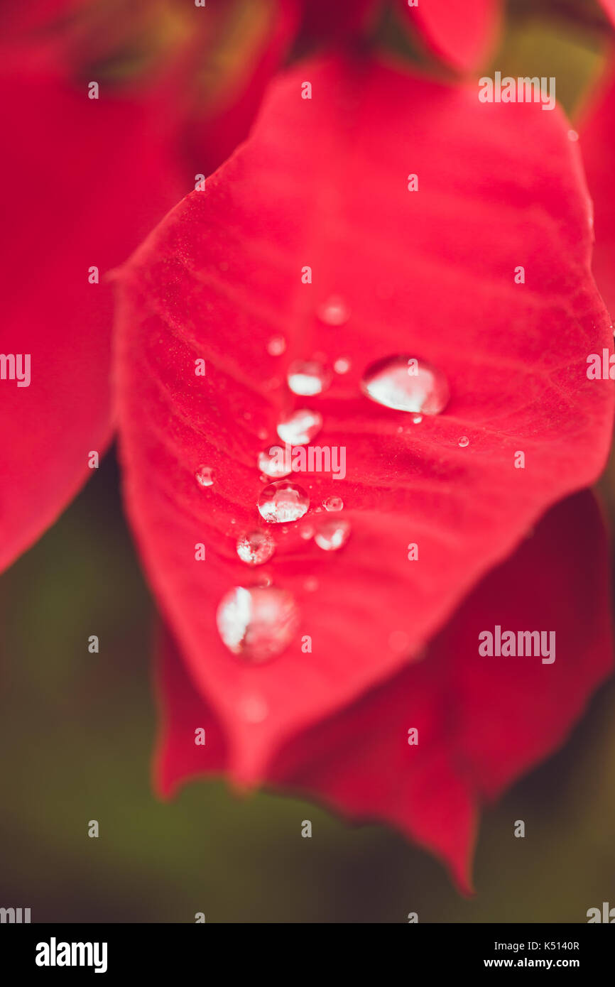 Drop on the leaf, Water from raining season on red christmas plant ...