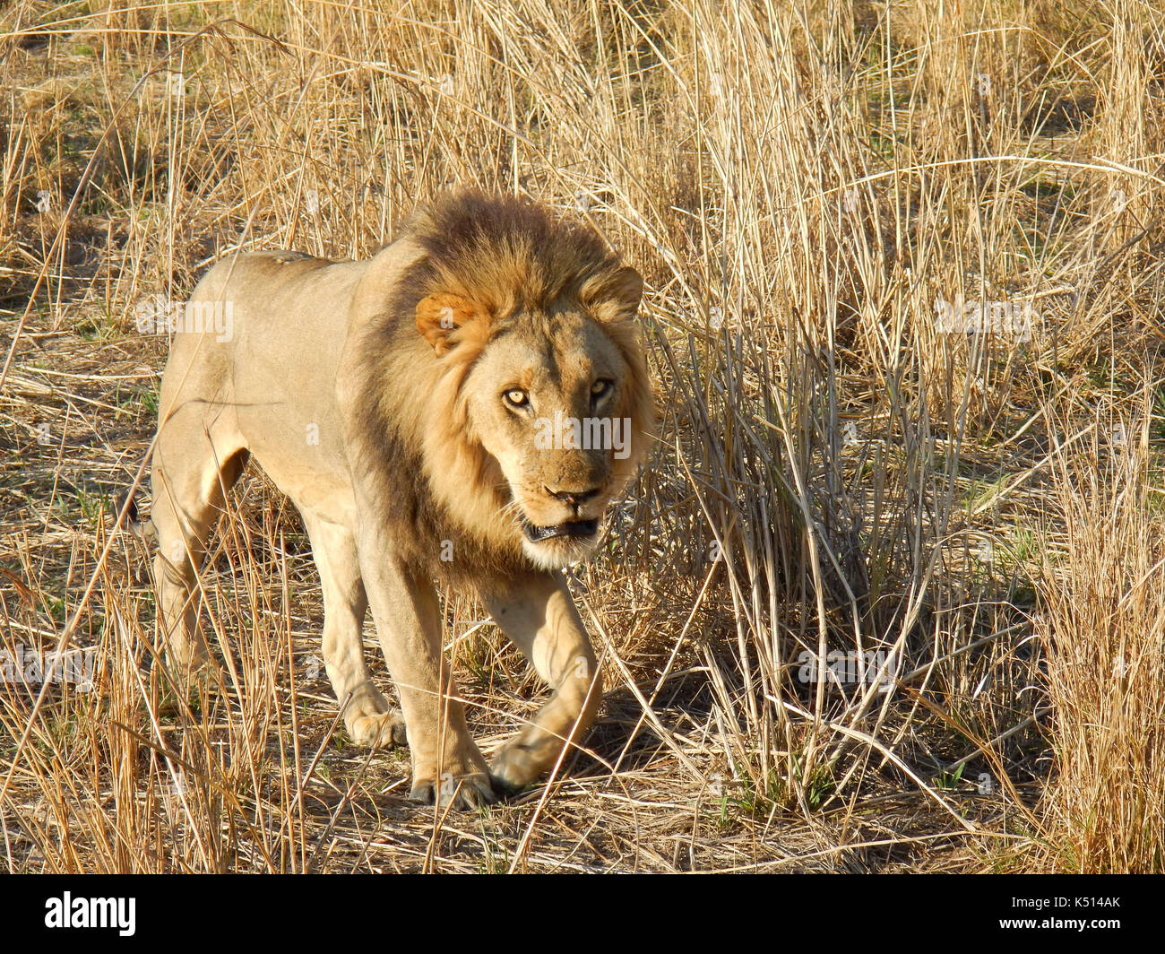 Lion tall grass hi-res stock photography and images - Alamy