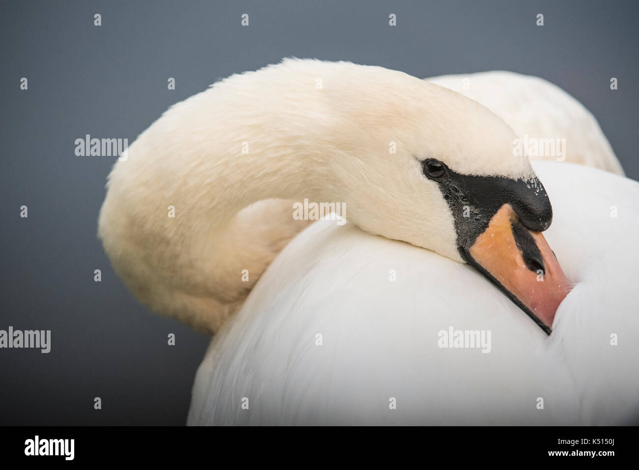 Resting swan hi-res stock photography and images - Alamy