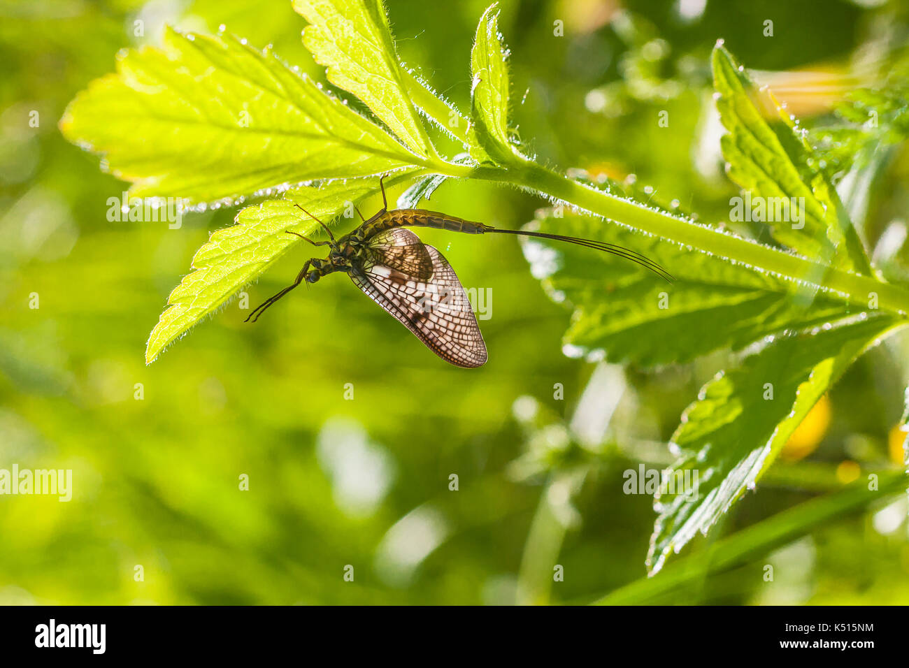 Mayfly larva hi-res stock photography and images - Alamy