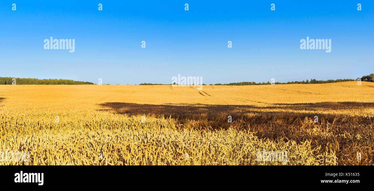 Harvesting of wheat ears. Gathered crops on field of agricultural farm ...