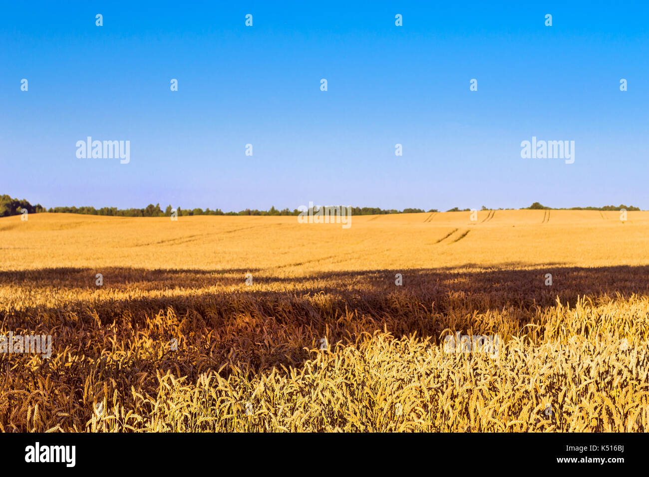 Harvesting of wheat ears. Gathered crops on field of agricultural farm ...