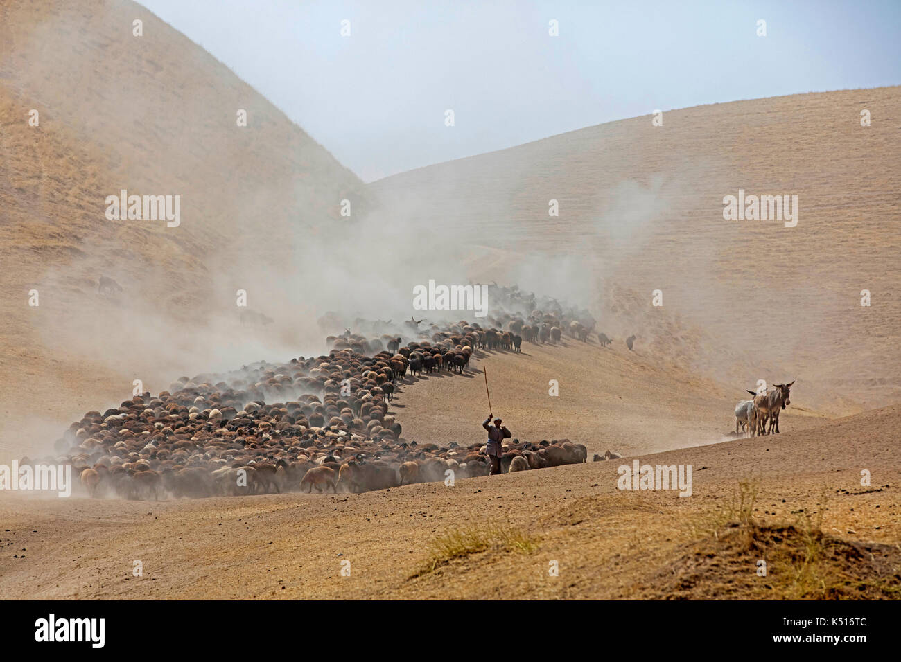 Tajik shepherd using donkeys as guard animals while herding flock of ...