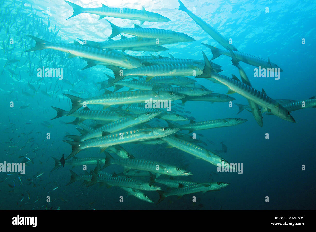 School of Blackfin Barracudas (Sphyraena qenie, aka Chevron Barracuda ...