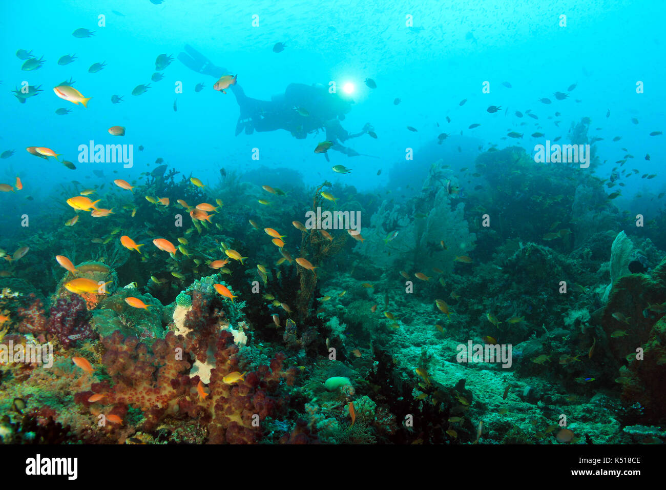 Scuba Diver over Coral Reef. Dampier Strait, Raja Ampat, Indonesia ...