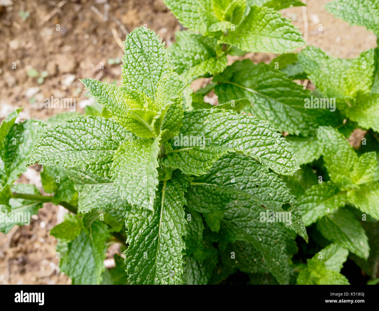 Fresh mint plant Stock Photo - Alamy