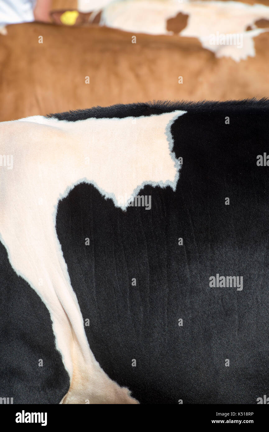 Bos taurus. Abstract Holstein Friesian Dairy cattle hide colouring at ...