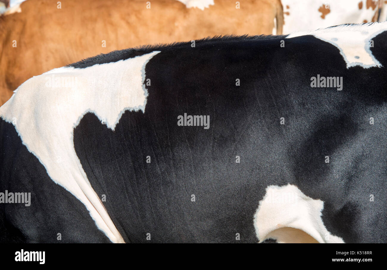 Bos taurus. Abstract Holstein Friesian Dairy cattle hide colouring at ...