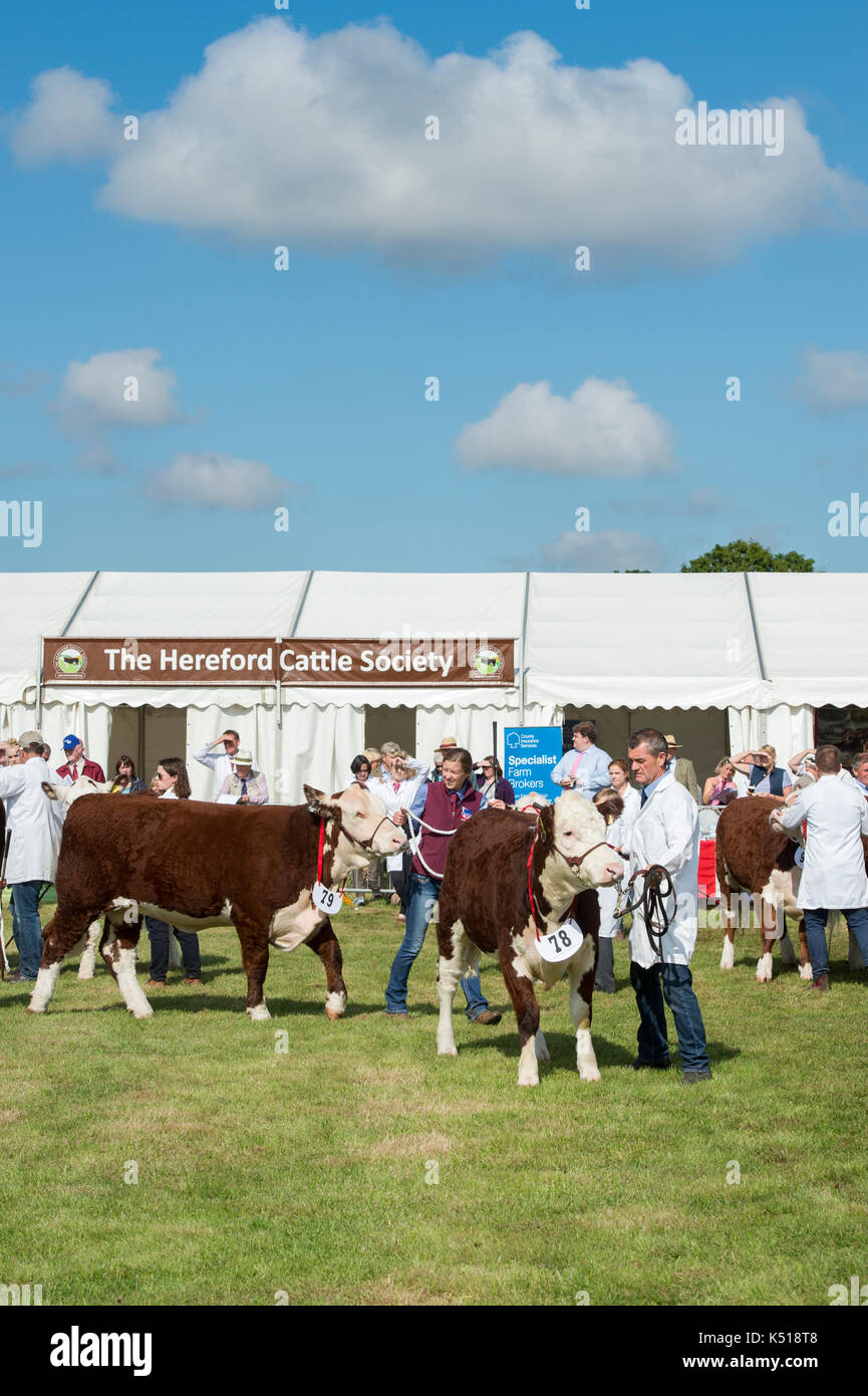 Hereford cattle hi-res stock photography and images - Alamy