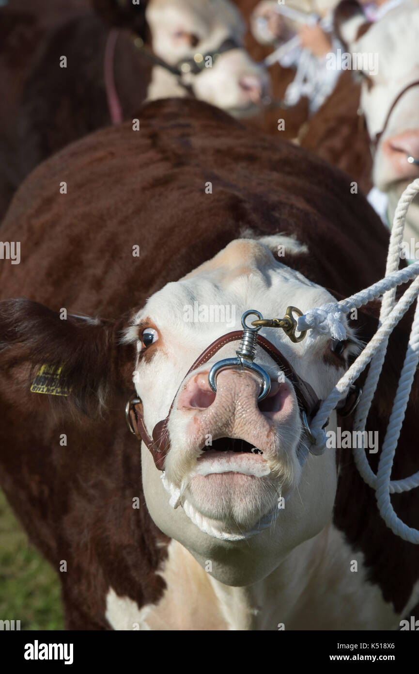 Bellowing cow hi-res stock photography and images - Alamy