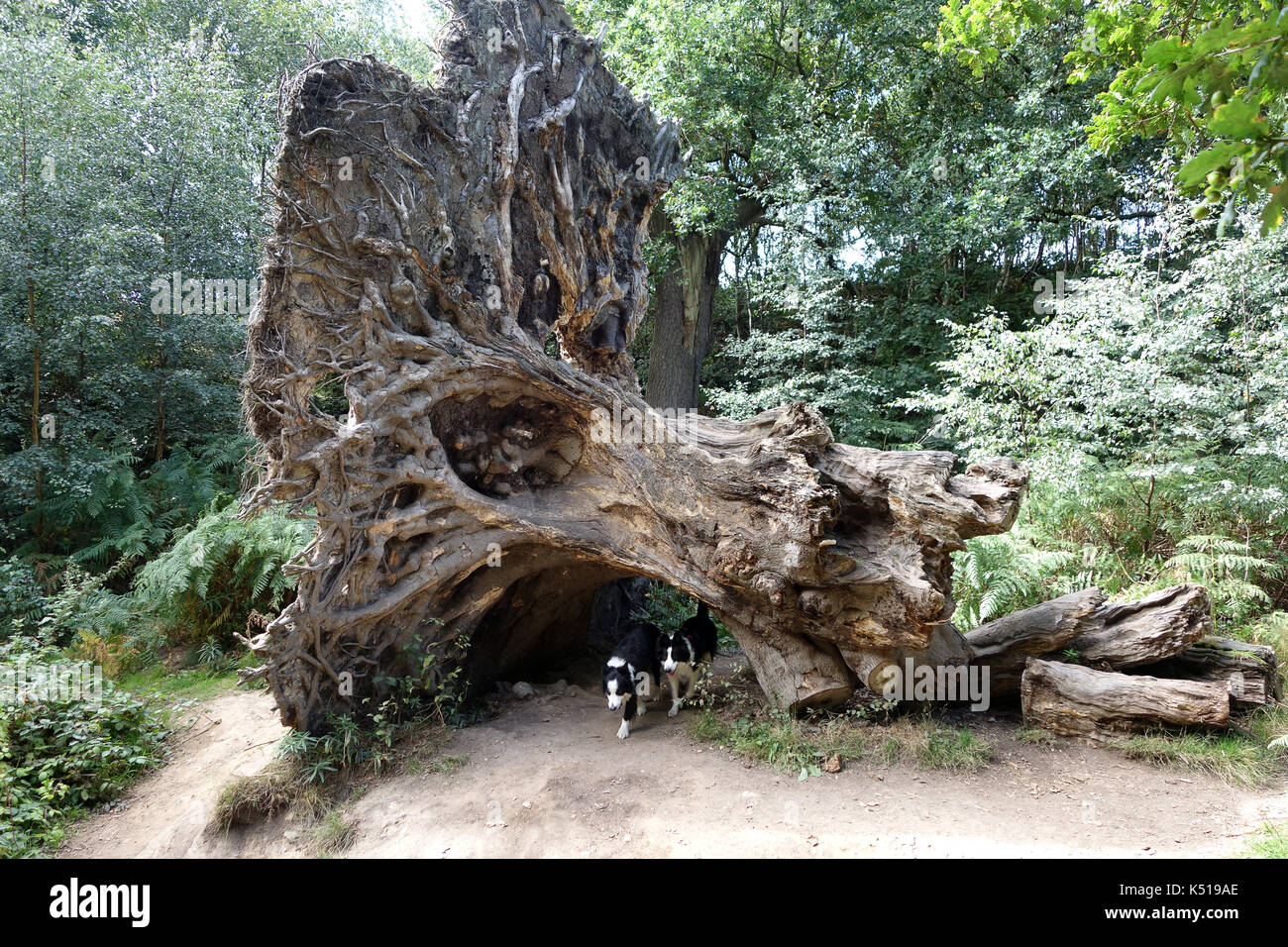 Fallen beach tree rotting in woodland Uk Stock Photo - Alamy