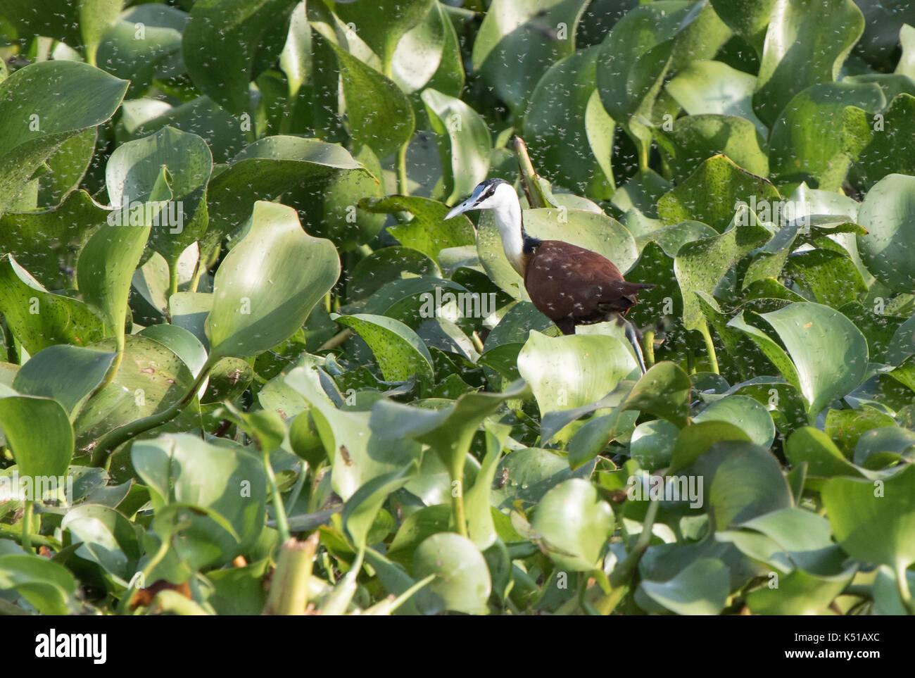 african jacana that walks among the foxes floating on the water plants ...