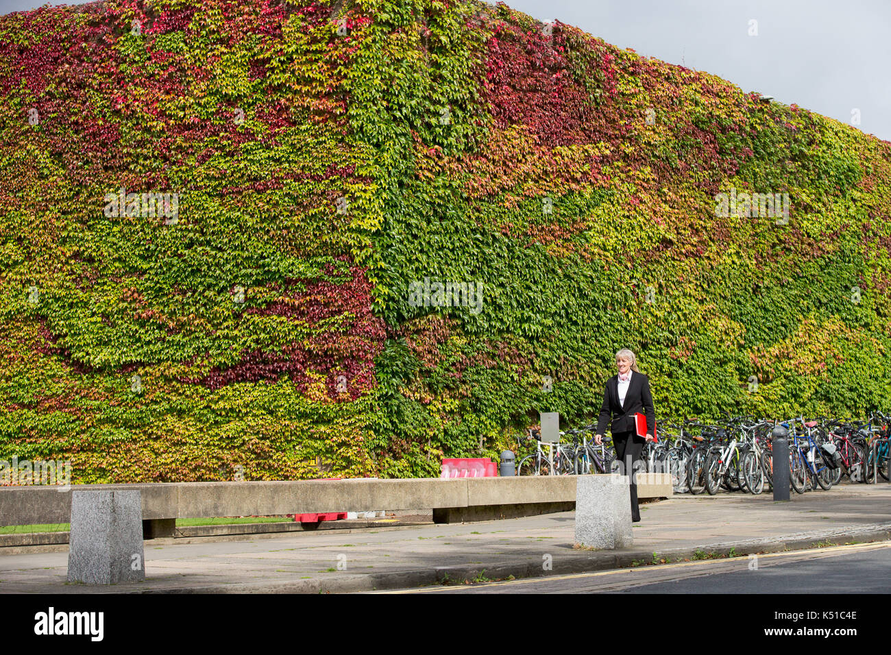 The wall of Boston Ivy at Churchill College,Cambridge starting to turn ...