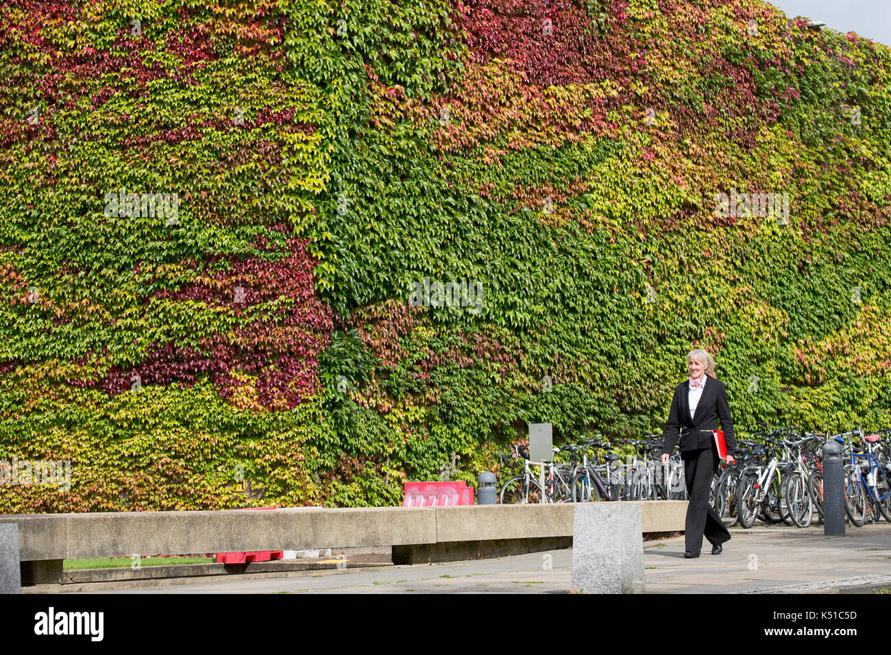 The wall of Boston Ivy at Churchill College,Cambridge starting to turn ...