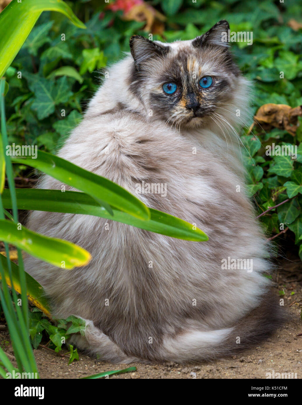 Blue Eyed Cats Stock Photo - Alamy