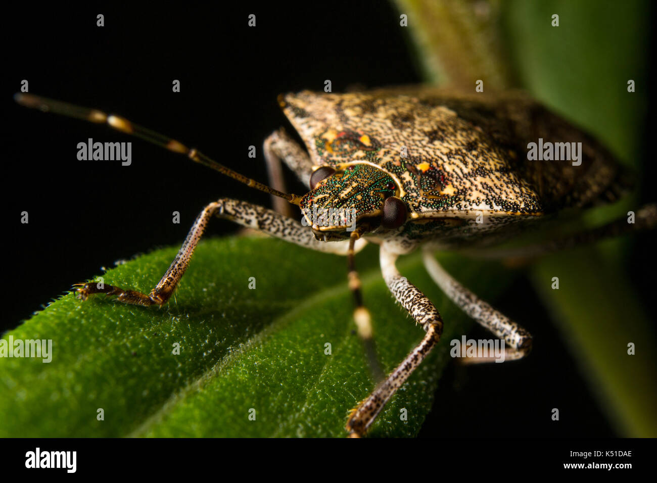 Leaf texture with bug hi-res stock photography and images - Alamy